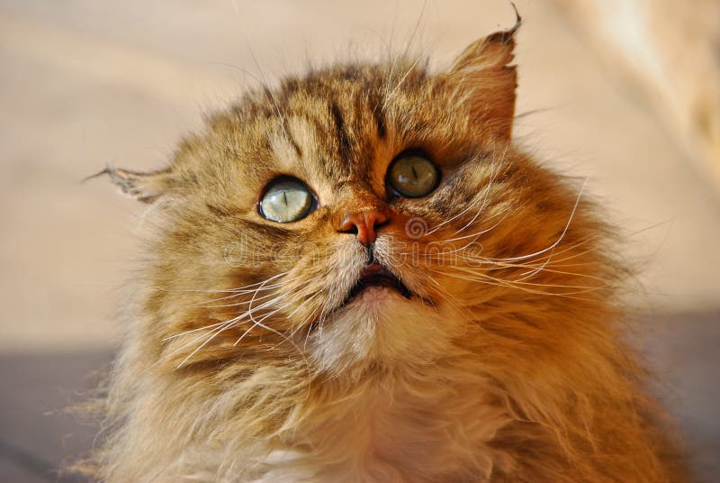 1,915 Cat Scary Face Photos - Free & Royalty-Free Stock Photos from ...
