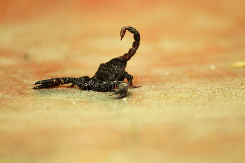 Angry scorpion stock image. Image of angry, scorpion - 87602645
