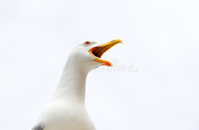 Screaming seagull stock image. Image of shout, sitting - 62421363