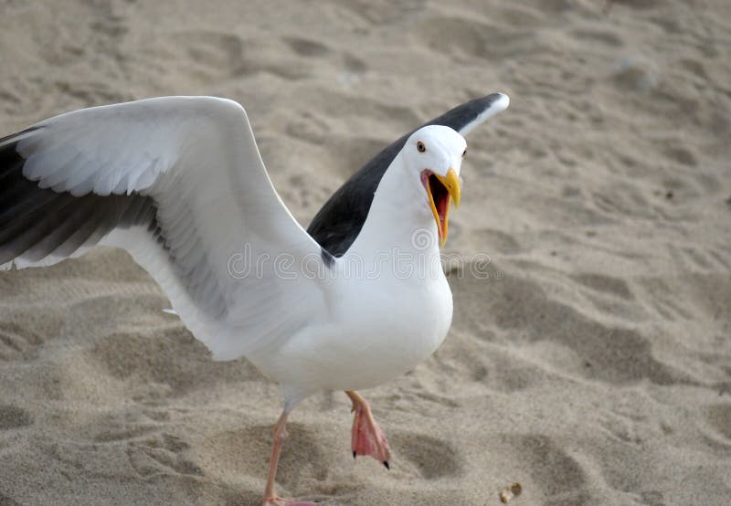 Mad seagull stock image. Image of flock, flap, angry, coastline - 313561