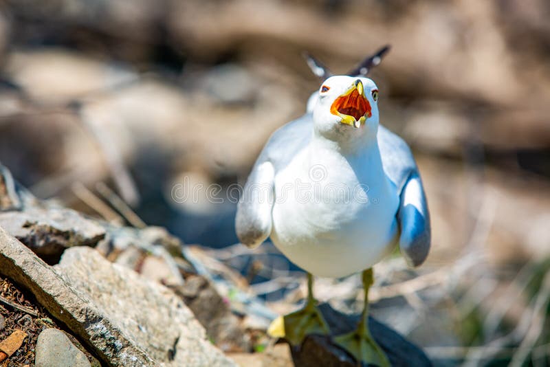 Gull Teeth Stock Photos - Free & Royalty-Free Stock Photos from Dreamstime