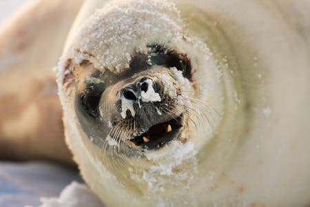 Angry seal stock photo. Image of head, life, neck, cruel - 12044522