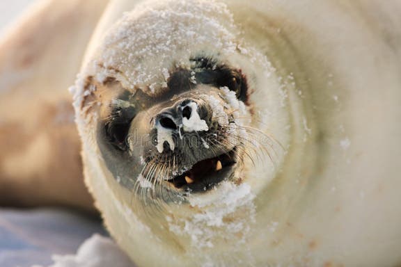 Angry seal stock photo. Image of head, life, neck, cruel - 12044522