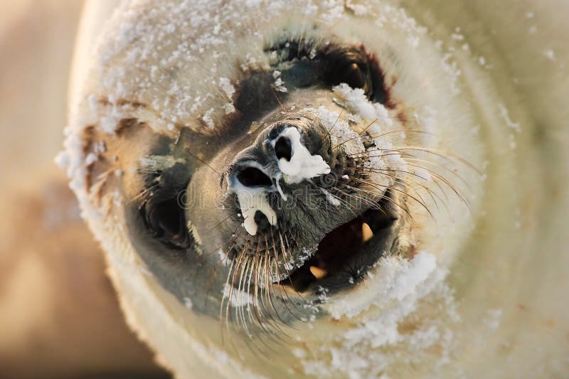 Angry seal stock image. Image of macro, life, looking - 12128577