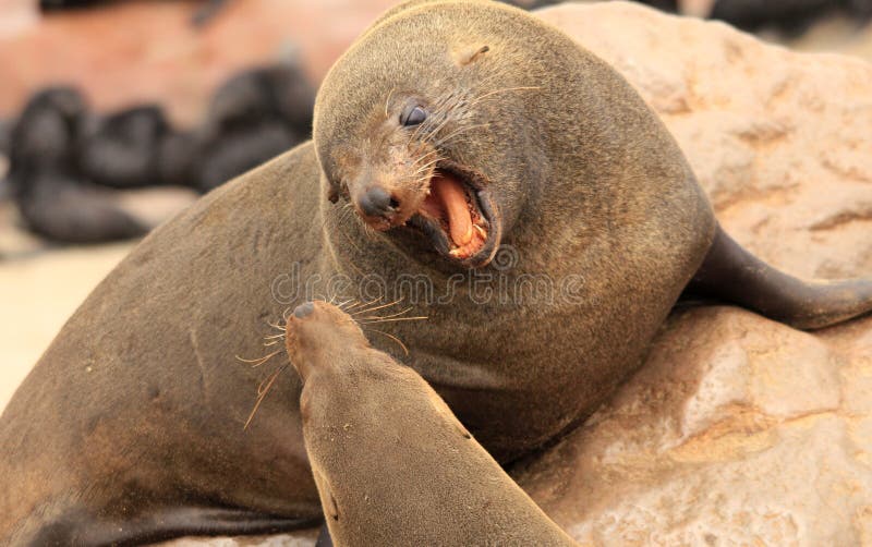 Angry Seal stock photo. Image of seal, angry, teeth, biting - 18236142