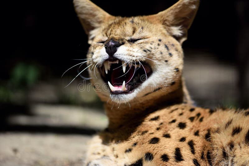 Angry Serval Wild Cat stock photo. Image of grass, africa - 12589318