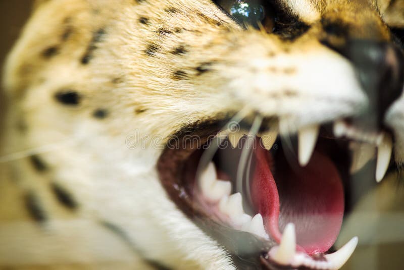 Angry serval cat stock photo. Image of fierce, closeup - 156058040