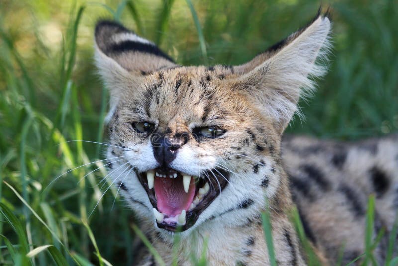 Angry Serval Wild Cat stock photo. Image of snarling - 12267568