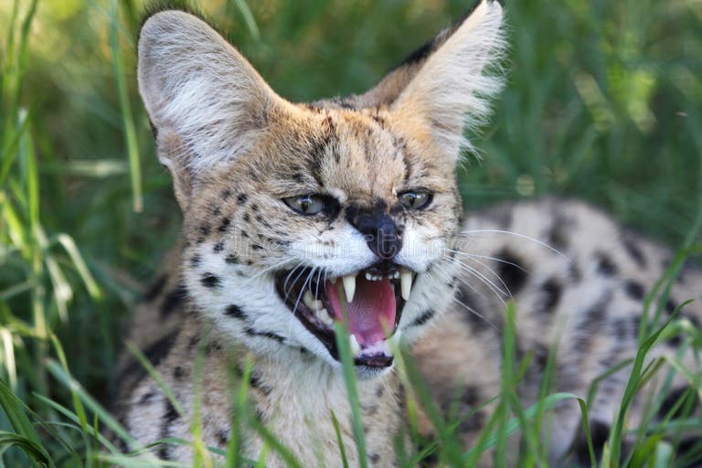 Serval Opening Mouth Stock Photos - Free & Royalty-Free Stock Photos ...