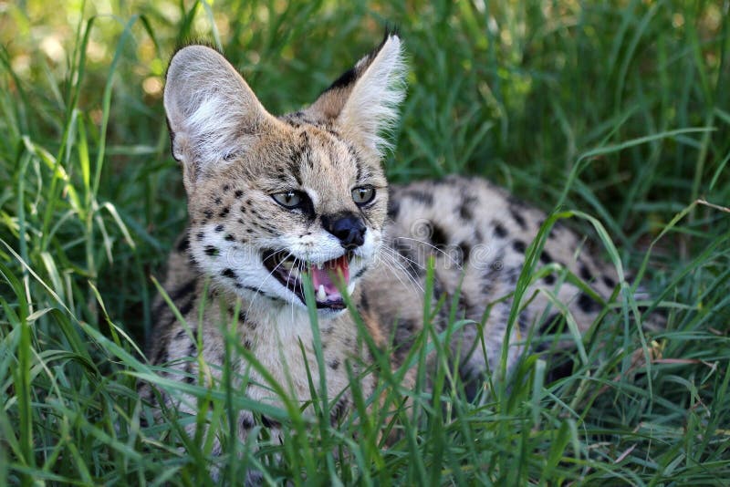 Angry Serval Wild Cat stock image. Image of tongue, feline - 12589435