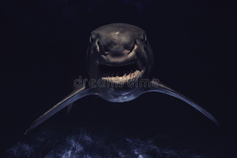 Angry Shark with Sharp Teeth Editorial Stock Image - Image of aquatic ...