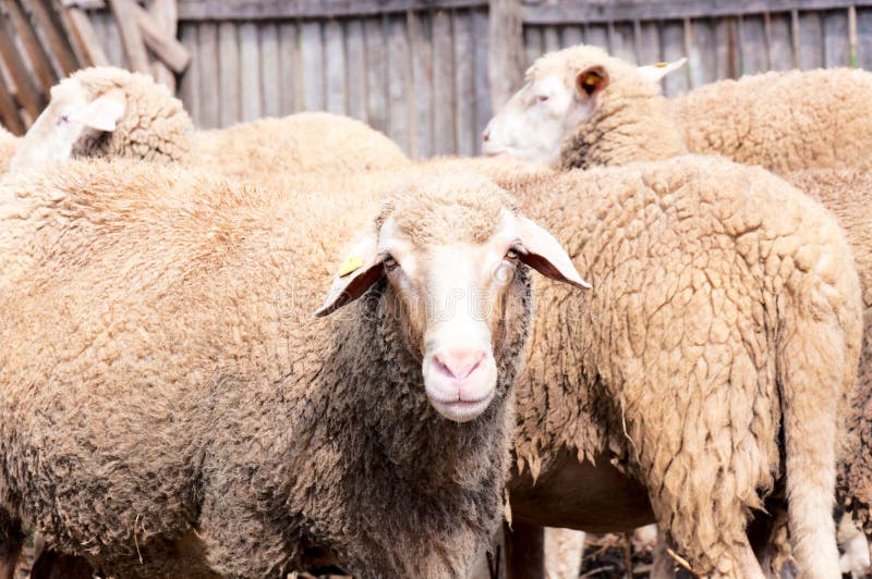 Angry sheep stock image. Image of defiant, agriculture - 33856701