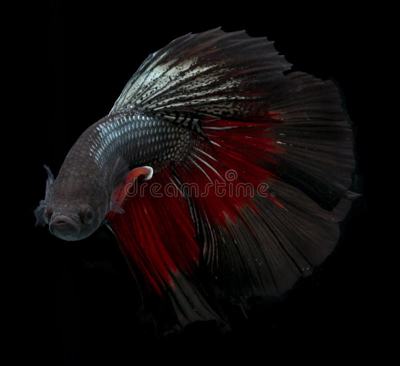Angry Siamese Fighting Fish Stock Image - Image of betta, beak: 193444659