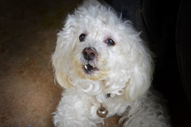 3,033 Puddle Dog Stock Photos - Free & Royalty-Free Stock Photos from ...