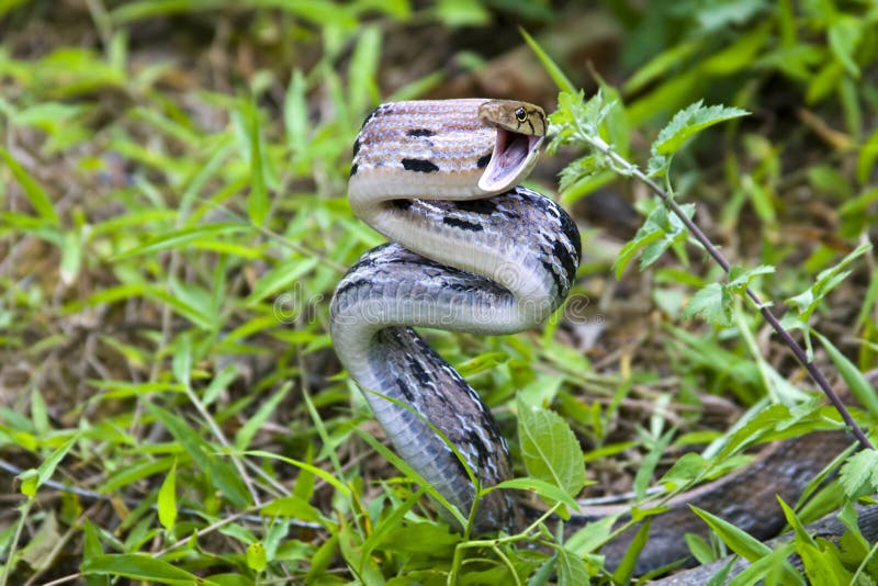 Snake coiled on ground stock photo. Image of venom, design - 34029564