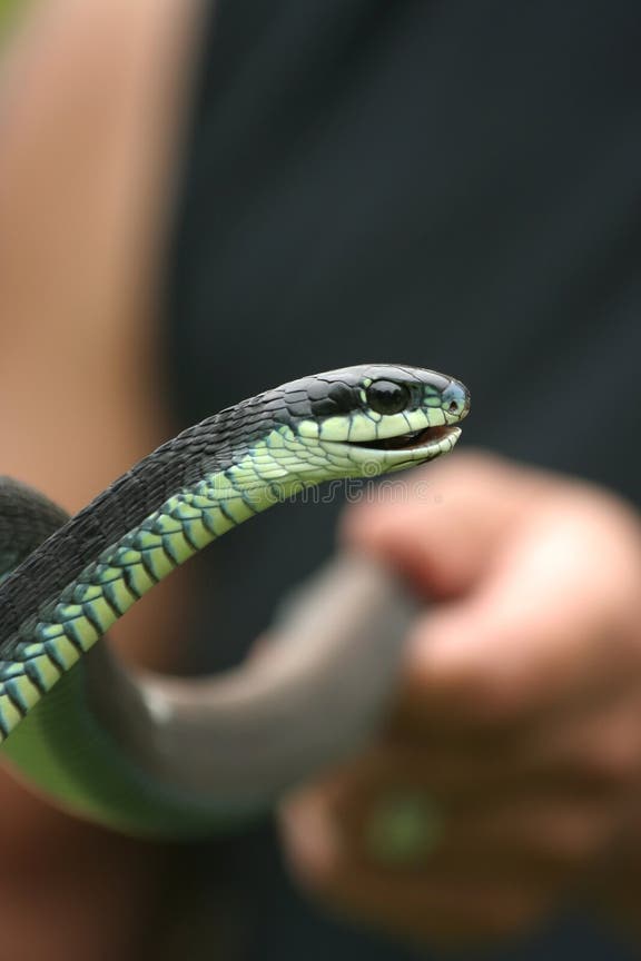 Angry snake stock image. Image of beautiful, killer, exotic - 7409691