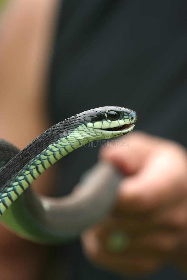 1,511 Angry Snake Stock Photos - Free & Royalty-Free Stock Photos from ...