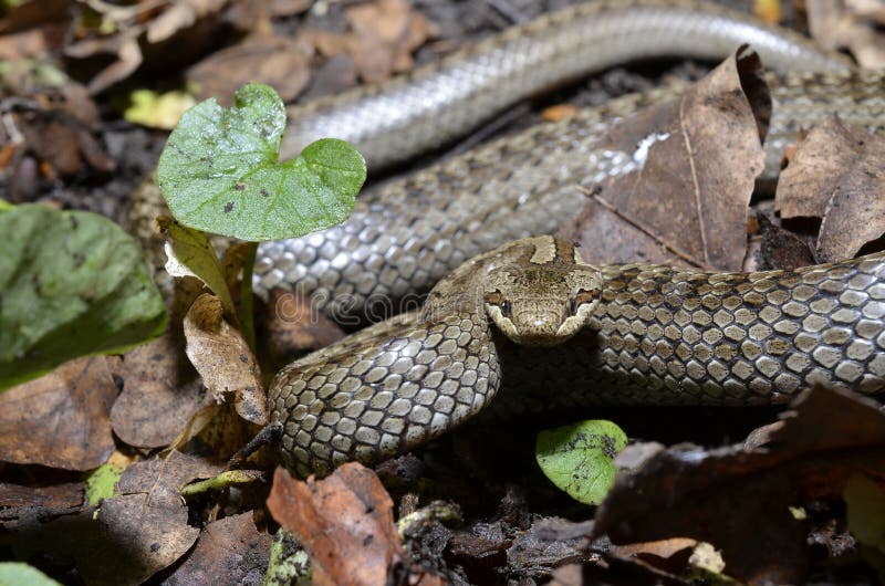 Angry snake in the forest stock image. Image of poison - 134891433