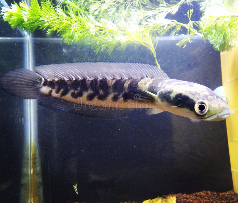 Angry snakehead fish stock photo. Image of amphibian - 264718260