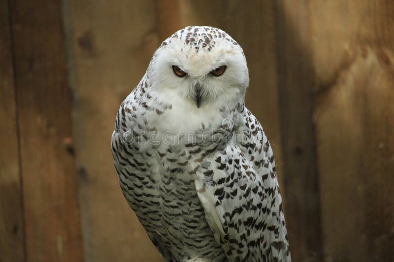 Angry snow owl stock photo. Image of pure, white, feather - 321953904