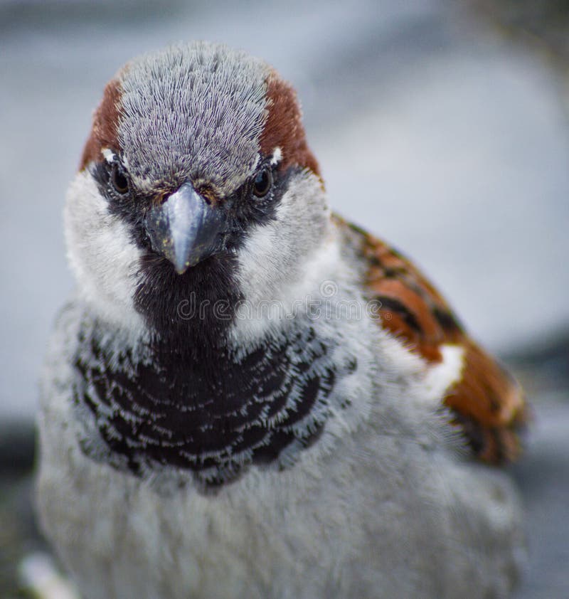 Angry Sparrow Bird on Spring Sakura Tree Branch Stock Image - Image of ...