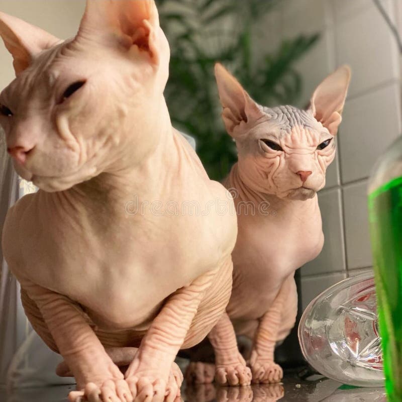 469 Angry Sphynx Cat Stock Photos - Free & Royalty-Free Stock Photos ...