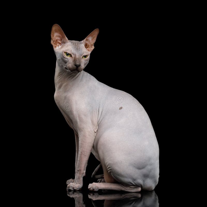 Sphynx Cat Sitting Stock Photos - Download 2,338 Royalty Free Photos