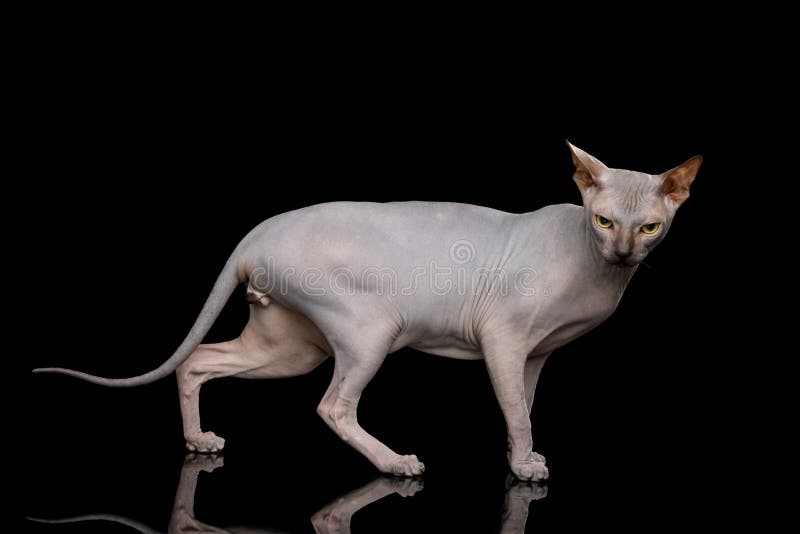 469 Angry Sphynx Cat Stock Photos - Free & Royalty-Free Stock Photos ...