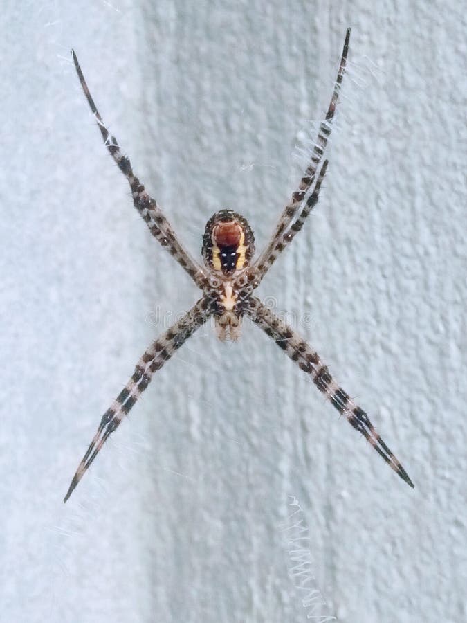 Angry Spider stock image. Image of attack, angry, classics - 79905657