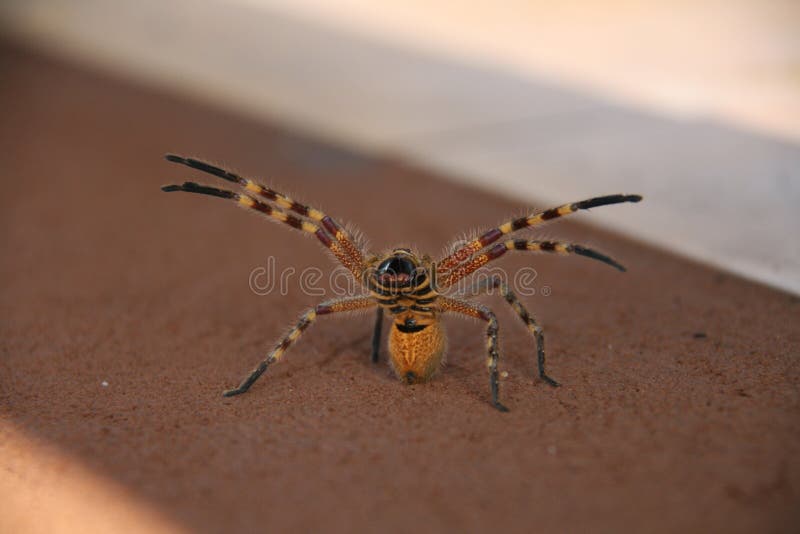 339 Angry Spider Stock Photos - Free & Royalty-Free Stock Photos from ...