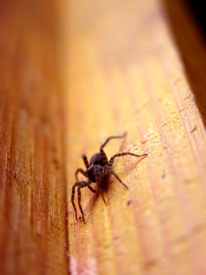 Angry Spider Coming after You Stock Photo - Image of creepy, arachnids: 610