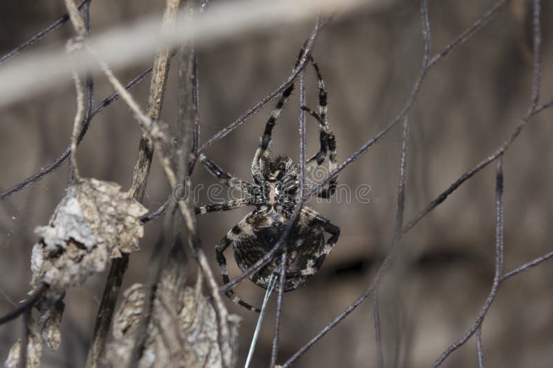 Angry Spider stock image. Image of attack, angry, classics - 79905657