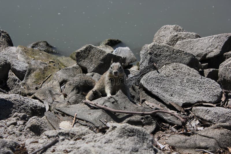 Angry Sea and big Rocks stock photo. Image of close, landscapes - 71918330