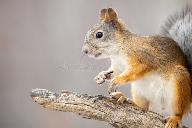 176 Angry Squirrel Stock Photos - Free & Royalty-Free Stock Photos from ...