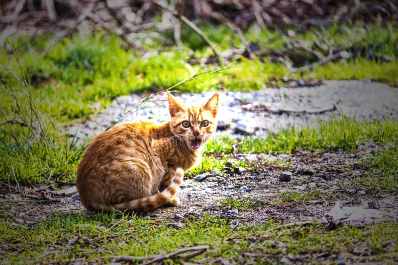 Angry stray cat stock photo. Image of defense, defending - 84217150
