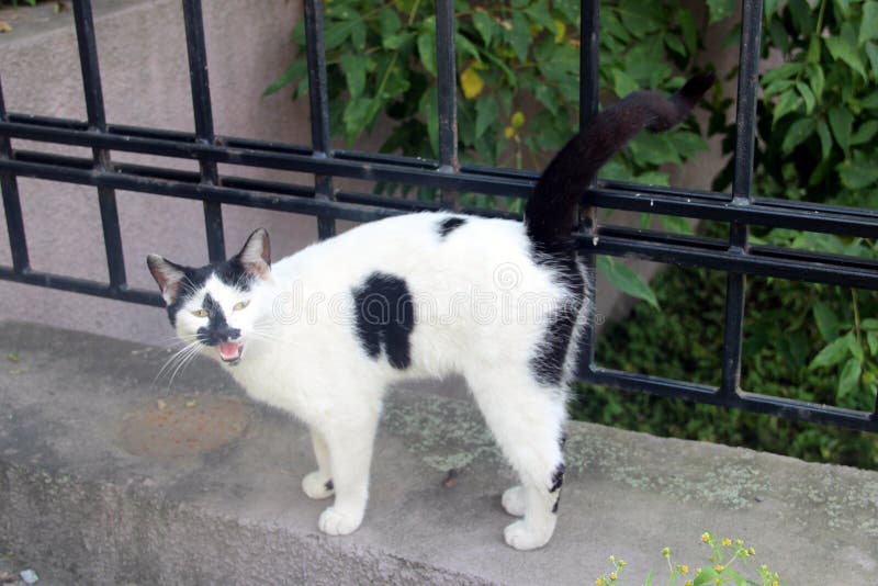 Angry Street Black and White Cat Stock Image - Image of trees, city ...