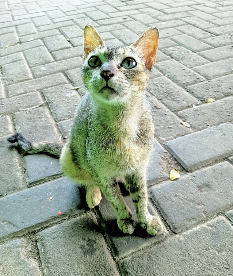 Portrait of a Boy Kid Playing with a Basketball in Park Stock Photo ...