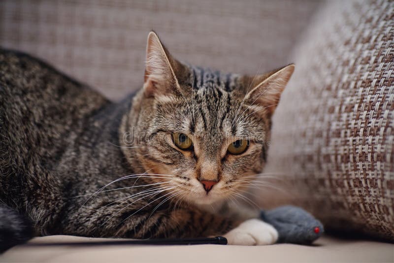Angry Striped Cat with a Toy Stock Image - Image of fluffy, furry: 71511783