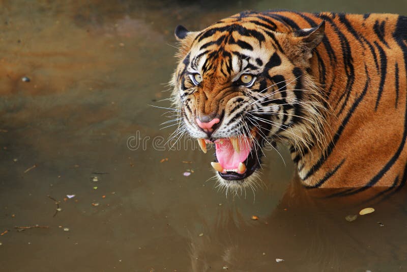 Angry stock image. Image of sumatran, bathing, roar, animal - 91307817