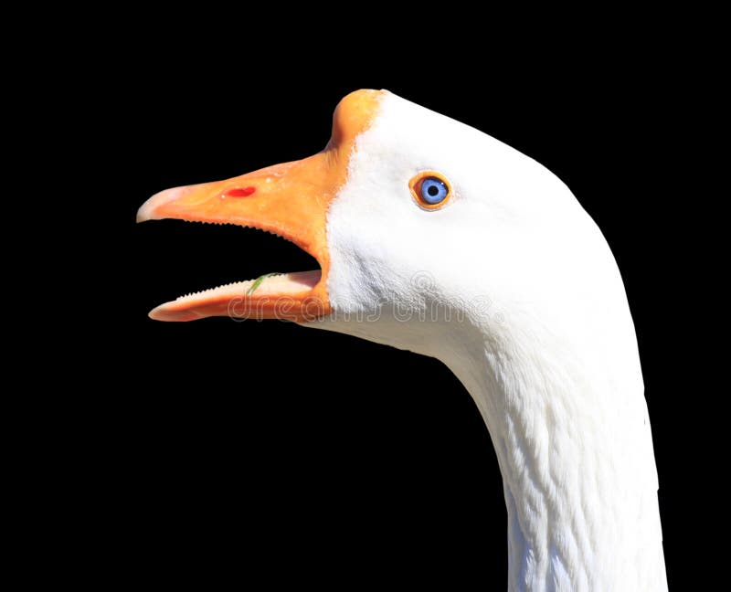Angry swan stock image. Image of profile, beautiful, elegance - 46876777