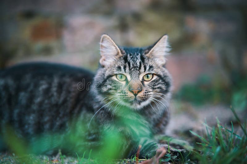 Angry tabby cat stock image. Image of mammal, close, fauna - 83295733