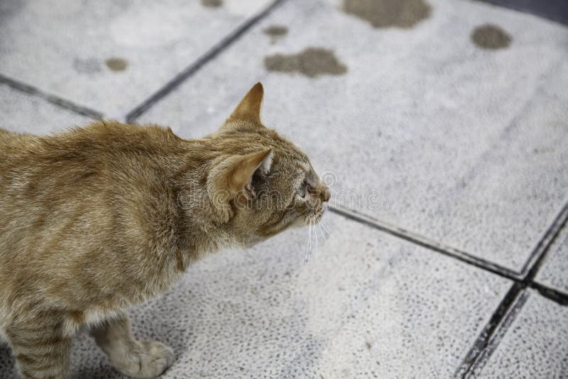 Angry tabby cat stock image. Image of aggressive, face - 196291277