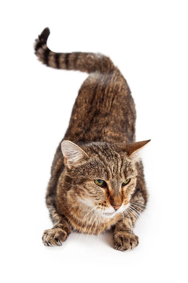 Angry Tabby Cat in Defensive Position Stock Image - Image of copy ...