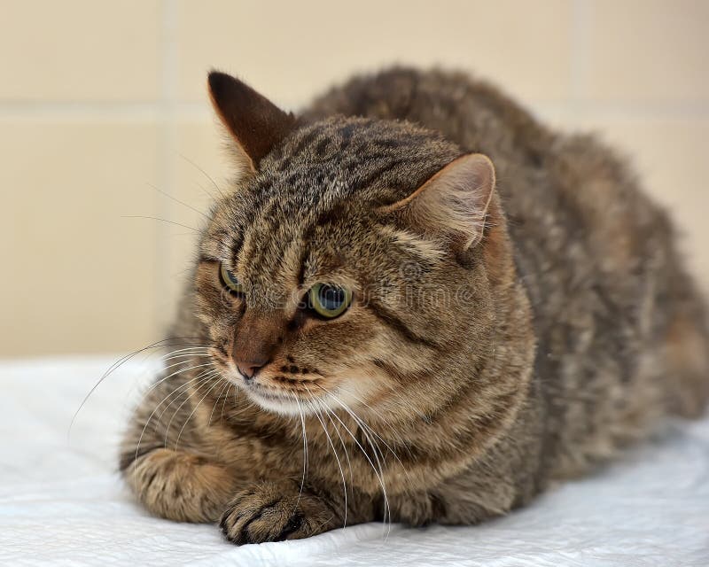 Angry tabby cat stock image. Image of mammal, close, fauna - 83295733