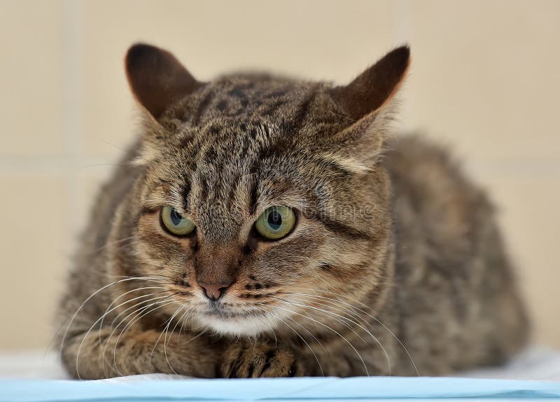 Angry tabby cat stock image. Image of mammal, close, fauna - 83295733