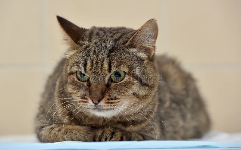 Angry Tabby Cat Stock Photos - Download 2,395 Royalty Free Photos