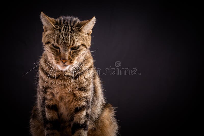 4,454 Angry Tabby Cat Stock Photos - Free & Royalty-Free Stock Photos ...