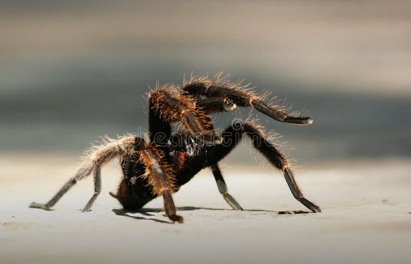 Angry Tarantula stock image. Image of regalis, arboreal - 23212165