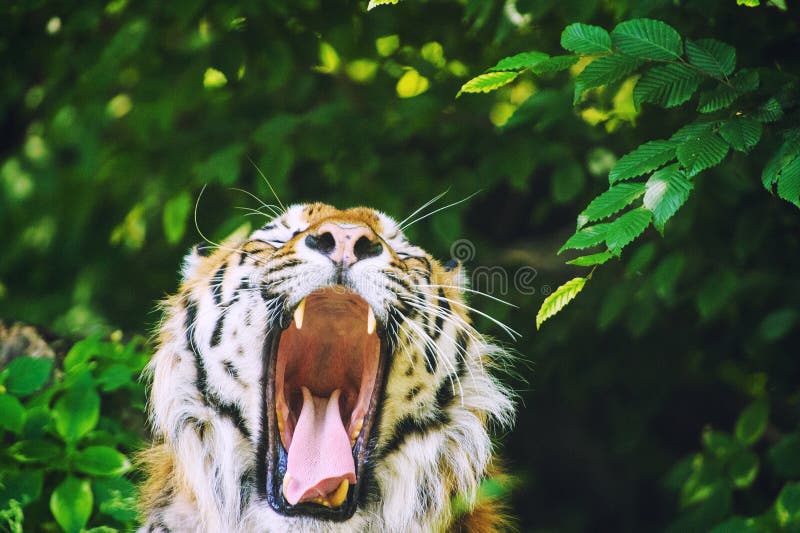 Angry Tiger stock photo. Image of animal, aggression - 165102146