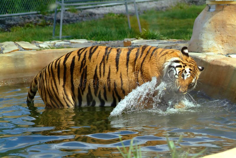 Angry tiger stock photo. Image of field, forest, animal - 322404